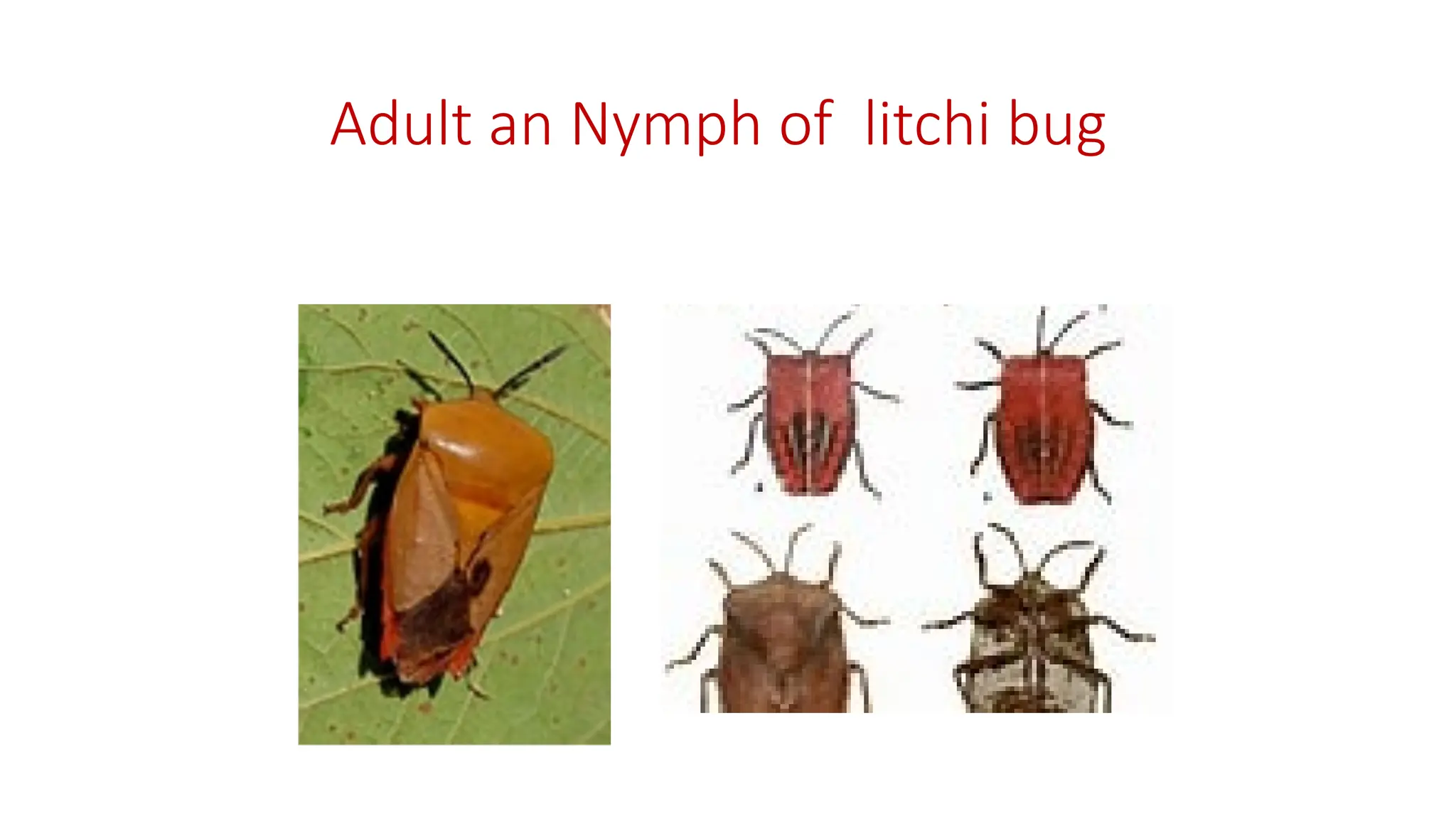 Presentation on the Insect Pests of Litchi | PPTX