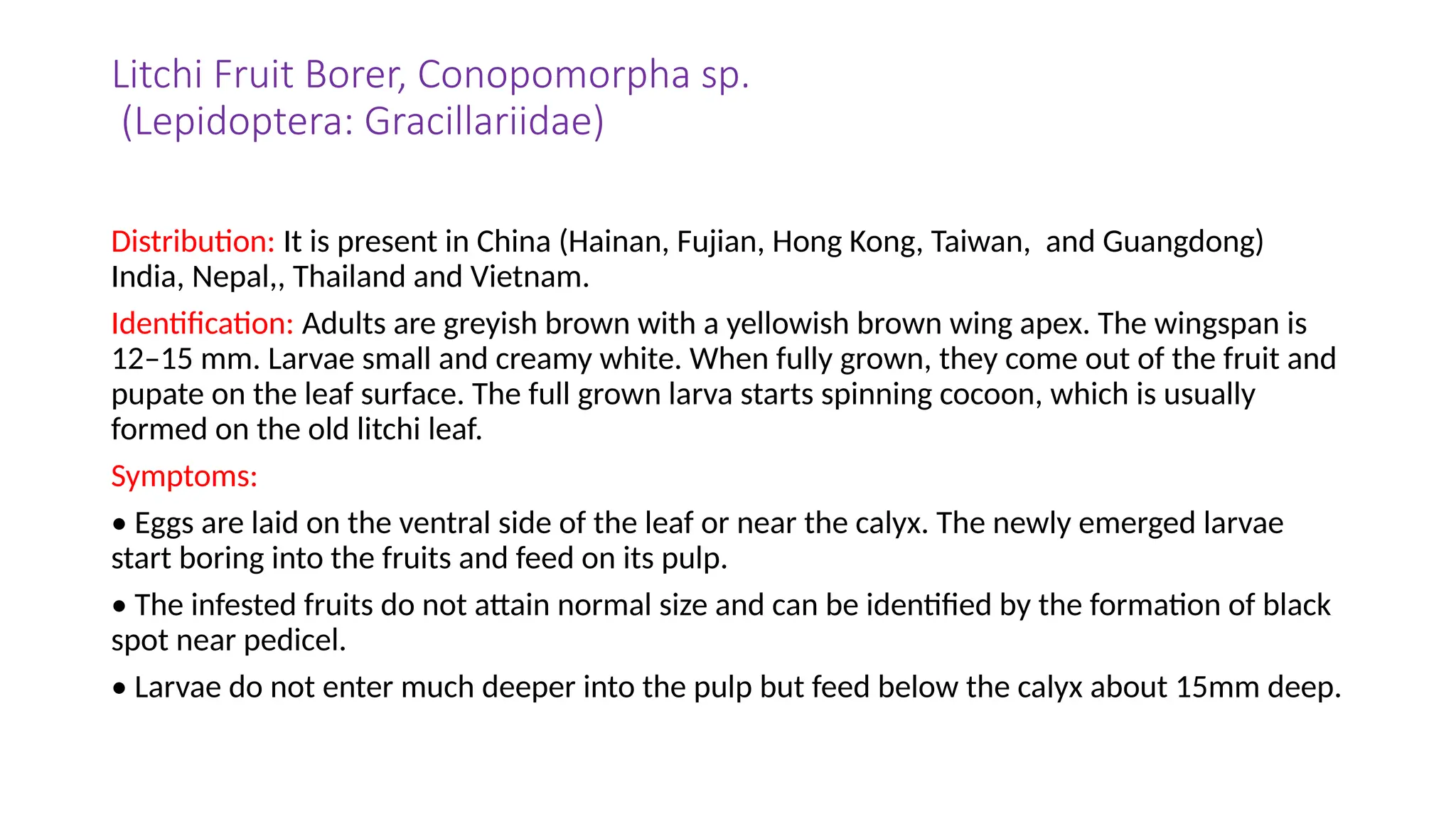 Presentation on the Insect Pests of Litchi | PPTX
