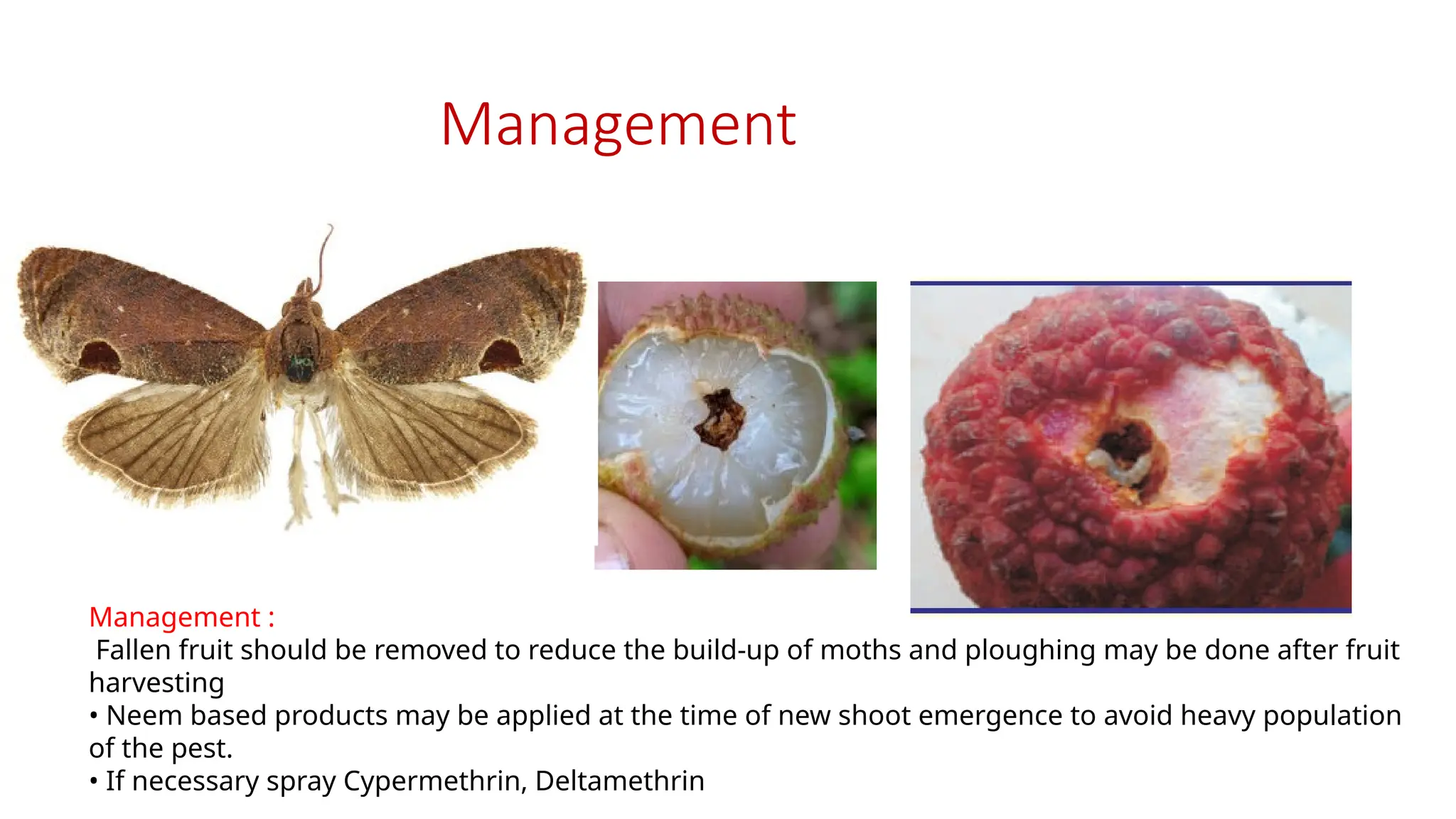 Presentation on the Insect Pests of Litchi | PPTX