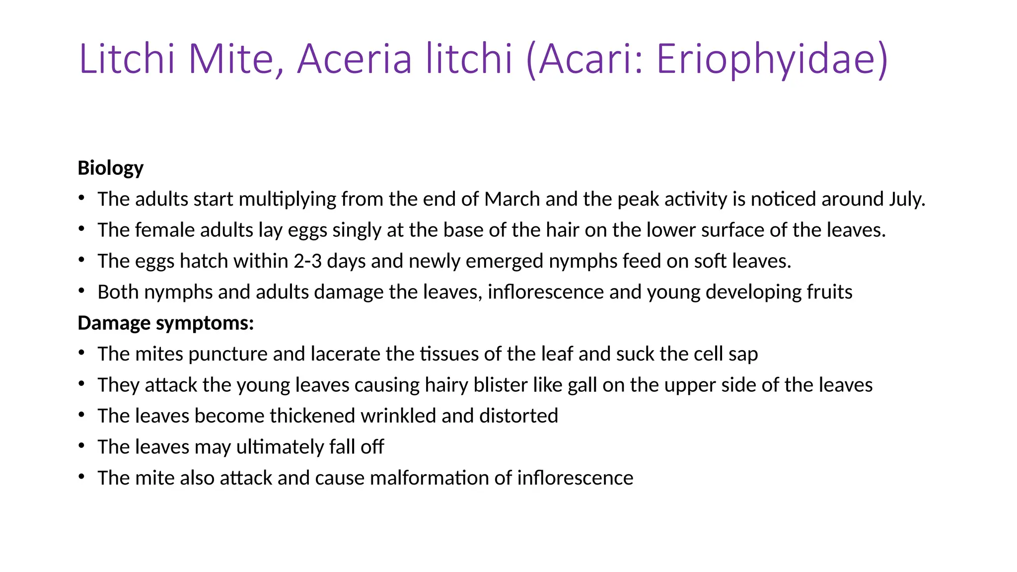 Presentation on the Insect Pests of Litchi | PPTX