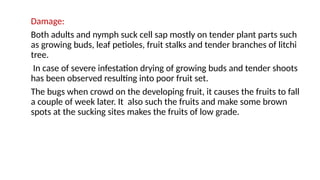Presentation on the Insect Pests of Litchi | PPTX