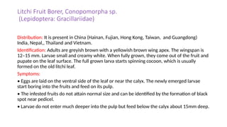 Presentation on the Insect Pests of Litchi | PPTX