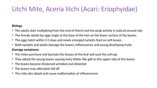 Presentation on the Insect Pests of Litchi | PPTX