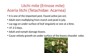 Presentation on the Insect Pests of Litchi | PPTX
