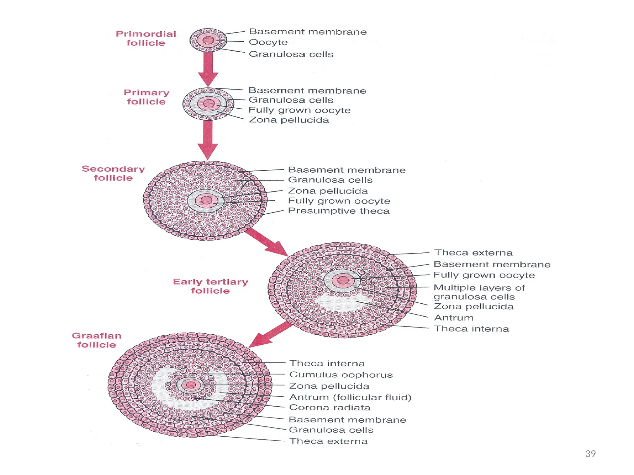 13. Reproductive Physiology for nursing students | PPTX