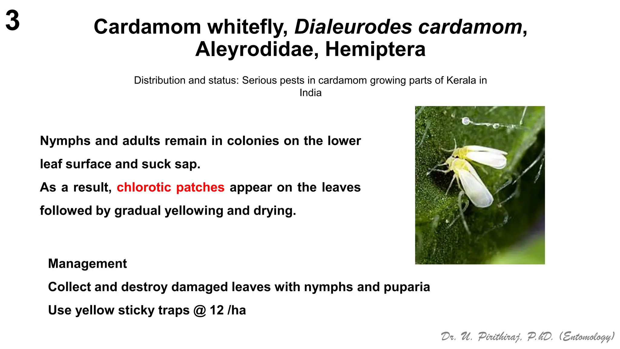 Pests of Cardamom_Identification_IPM_Dr.UPR.pdf