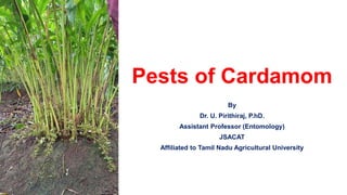 Pests of Cardamom_Identification_IPM_Dr.UPR.pdf