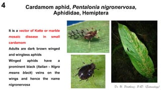 Pests of Cardamom_Identification_IPM_Dr.UPR.pdf
