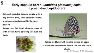 Pests of Cardamom_Identification_IPM_Dr.UPR.pdf