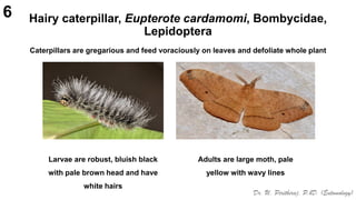 Pests of Cardamom_Identification_IPM_Dr.UPR.pdf