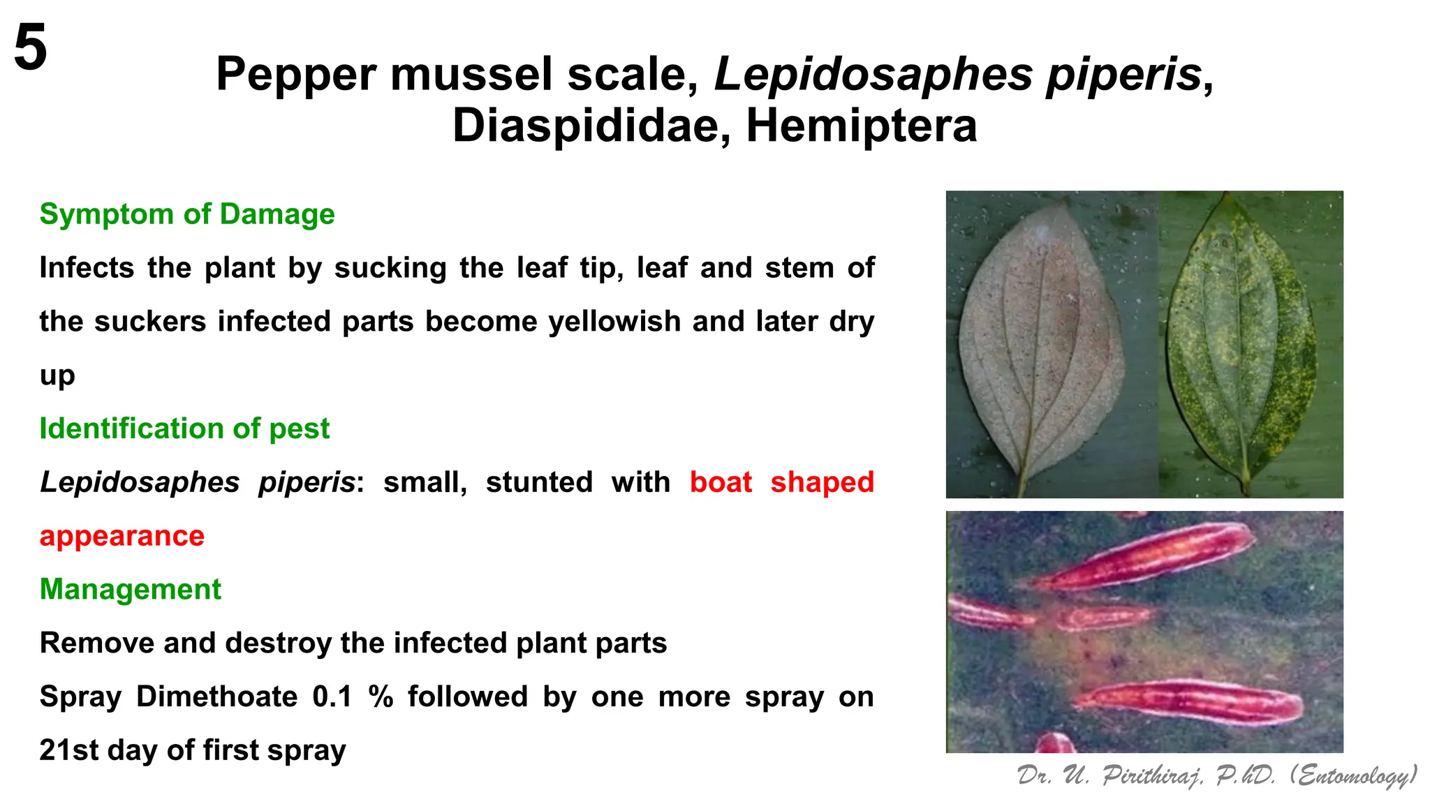 Pests of Pepper_Identification_IPM_Dr.UPR.pdf