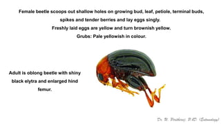 Pests of Pepper_Identification_IPM_Dr.UPR.pdf