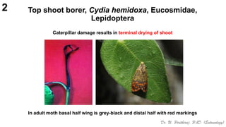 Pests of Pepper_Identification_IPM_Dr.UPR.pdf