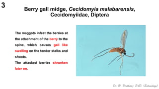 Pests of Pepper_Identification_IPM_Dr.UPR.pdf