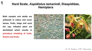 Pests of Tamarind_Identification_IPM_Dr.UPR.pdf