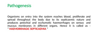 Hemorrhagic septicaemia.pptxjjtxutdtudyudiyfyifiyf | PPTX