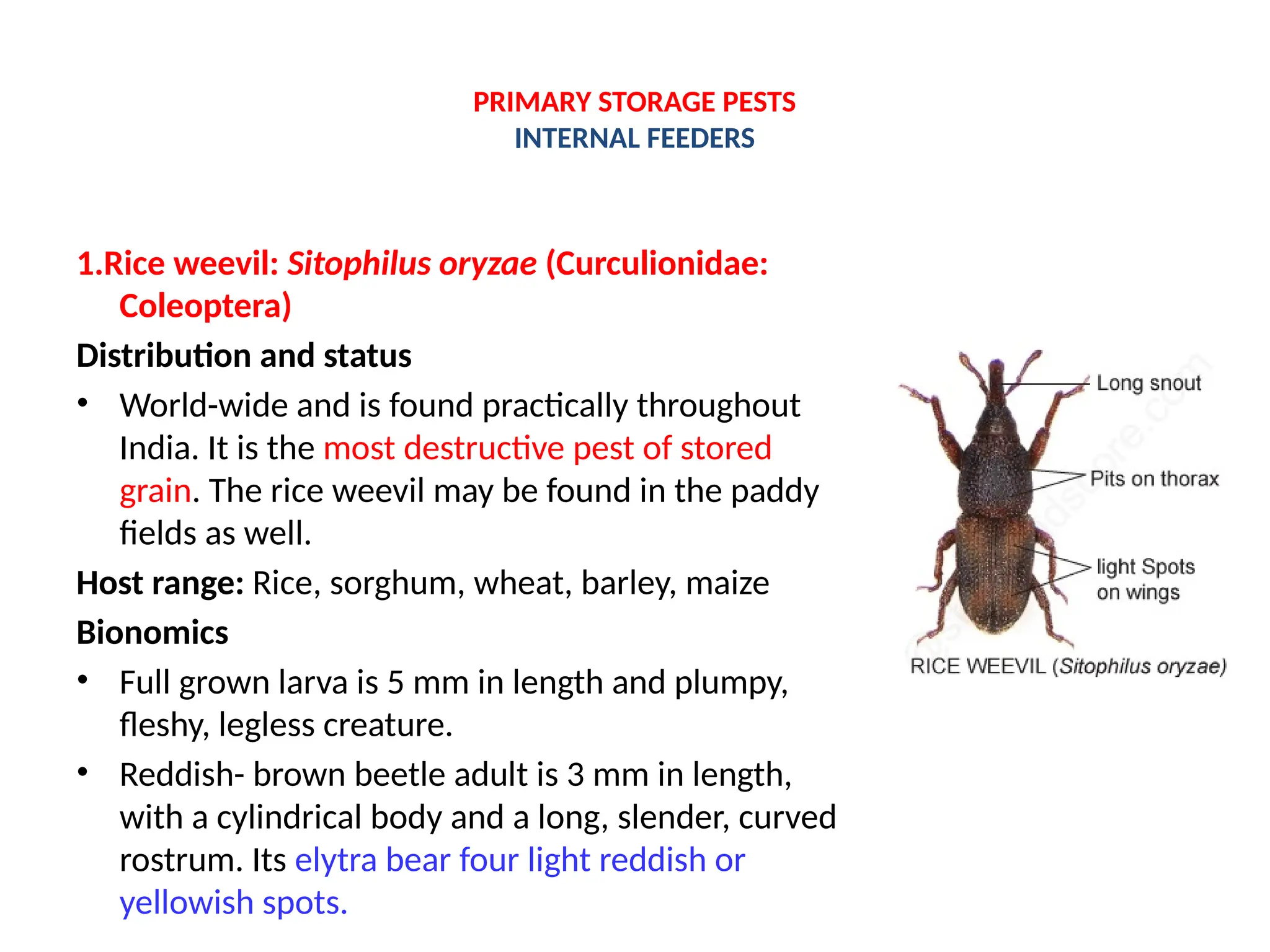 Entomology ppt pest of stored product and their management | PPTX