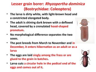 Pest of stored production and their management | PPTX