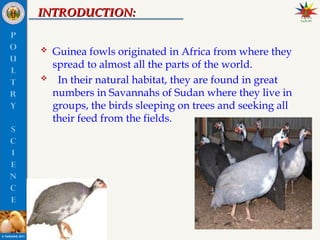 13._GUINEA_FOWL in poultry science animal husbandry.ppt