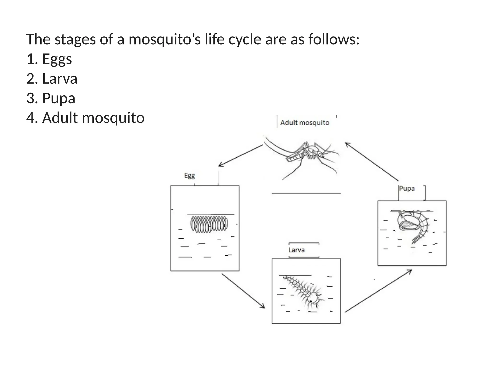 Entomology and insecticides spots PSM.pptx