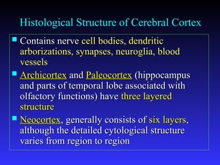 Cerebrum and cortical areas of cerebrum.ppt