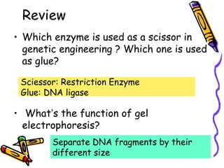 13-3 cell transformation | PPT