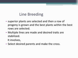 vegetable Breeding by adnan | PPTX