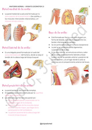 13 - Axila.pdf
