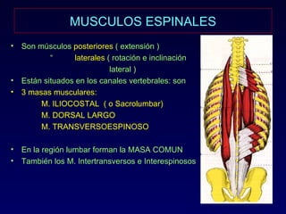 13 Columna Vertebral | PPT