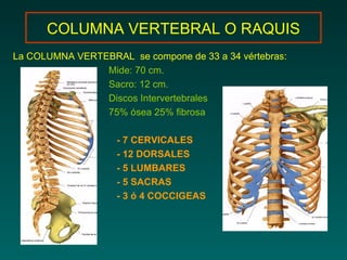 13 Columna Vertebral | PPT