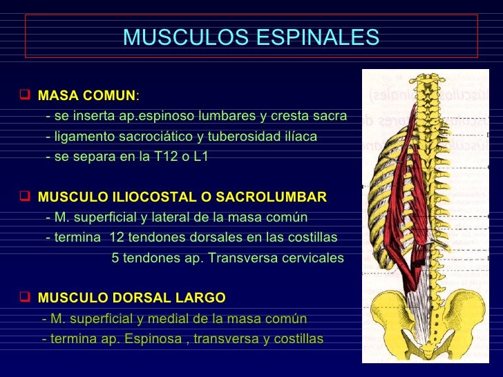 13 Columna Vertebral