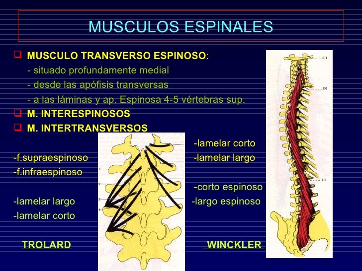 13 Columna Vertebral