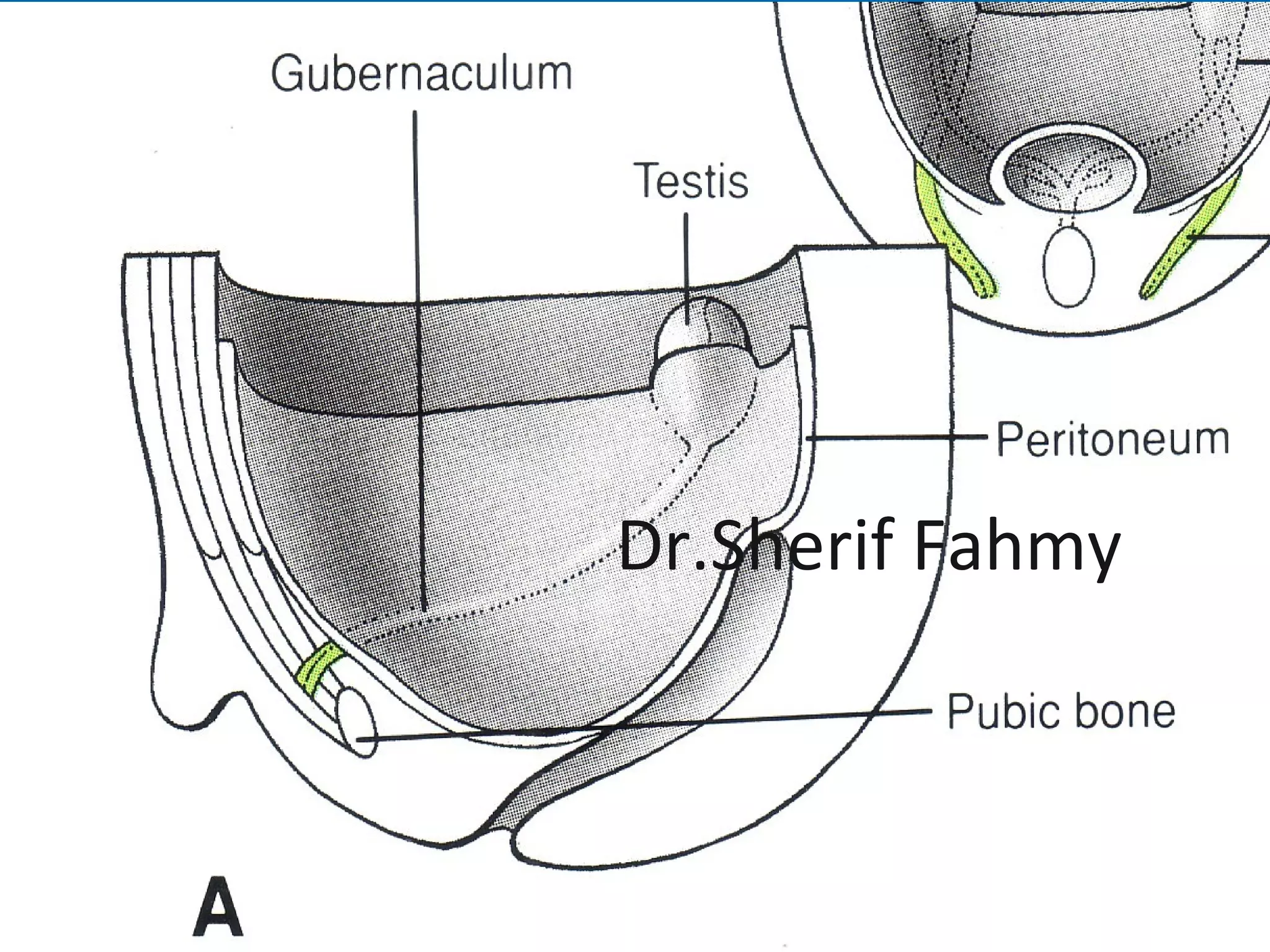 Development of Genital System (Special Embryology) | PPS