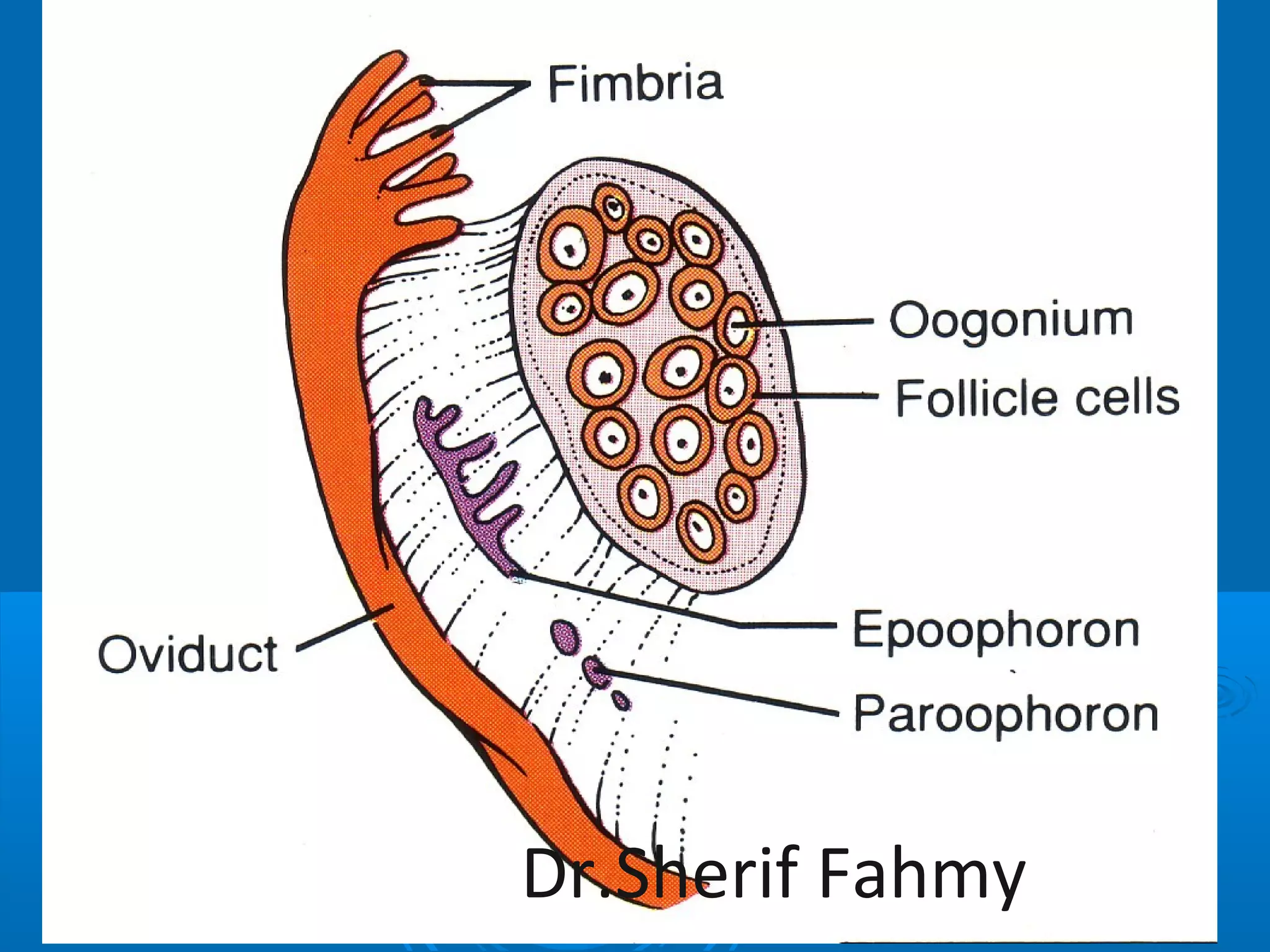 Development of Genital System (Special Embryology) | PPS
