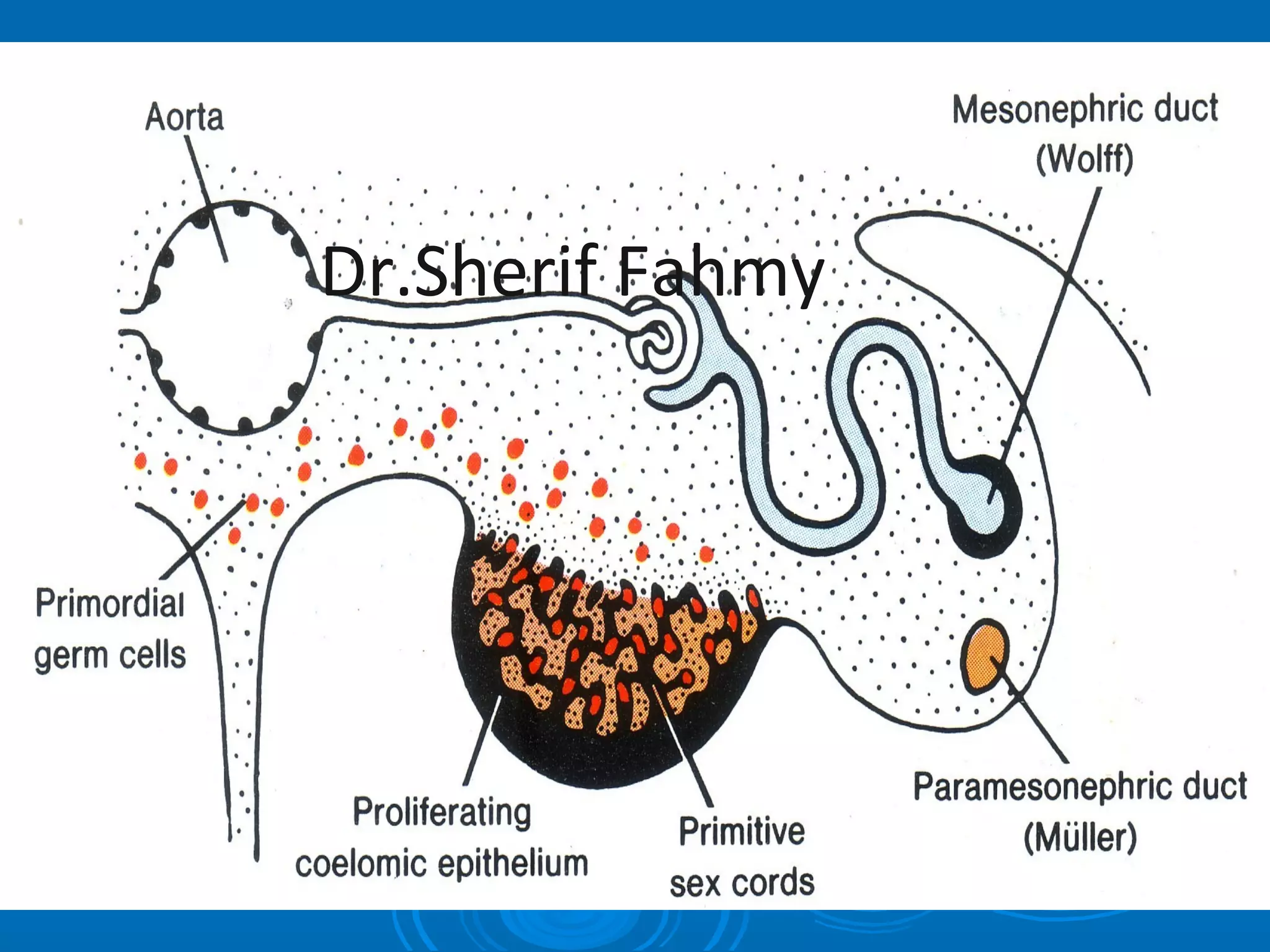 Development of Genital System (Special Embryology) | PPS