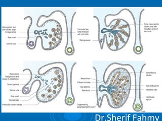 Development of Genital System (Special Embryology) | PPS