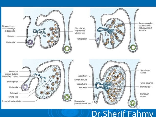 Development of Genital System (Special Embryology) | PPS