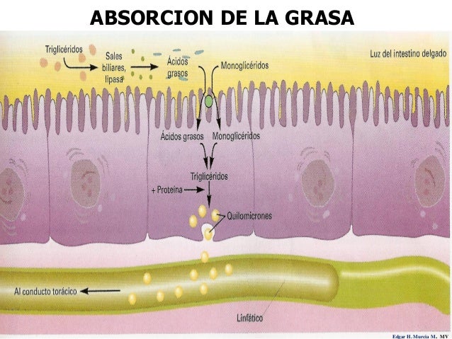 13.digestión y absorción de lípidos
