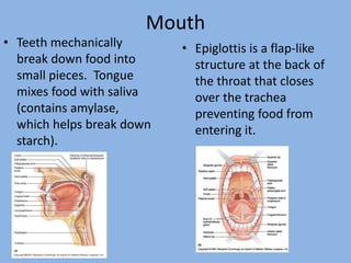 digestion | PPT