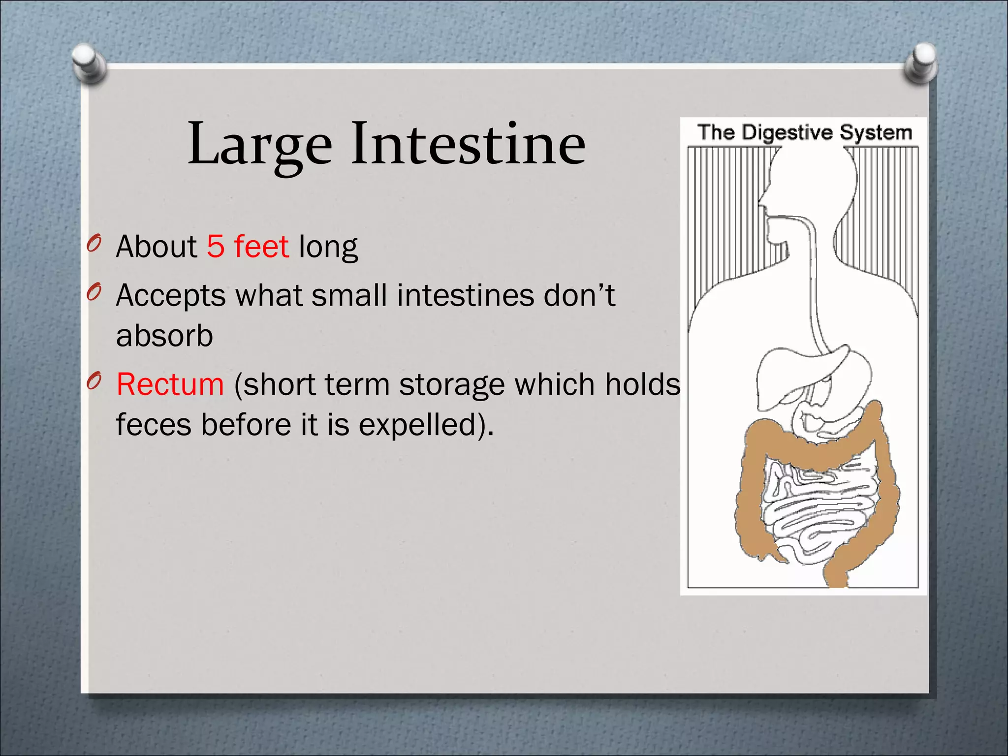 digestion | PPT