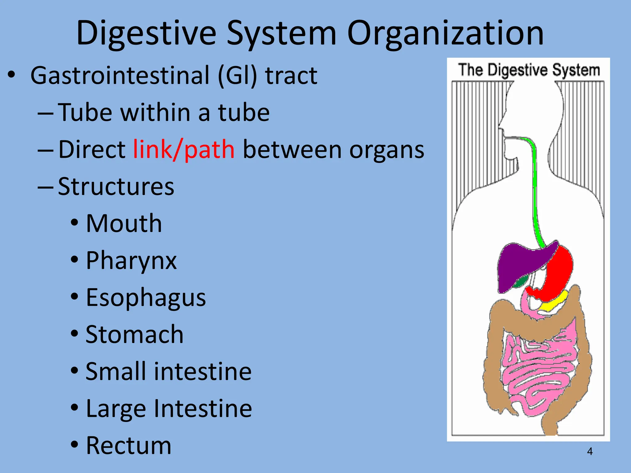 13-digestion system new upload-digestion system.ppt