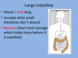 13-digestion system-13-digestion system.ppt