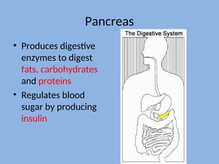 13-digestion system-13-digestion system.ppt