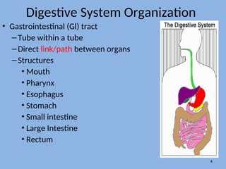 13-digestion system-13-digestion system.ppt