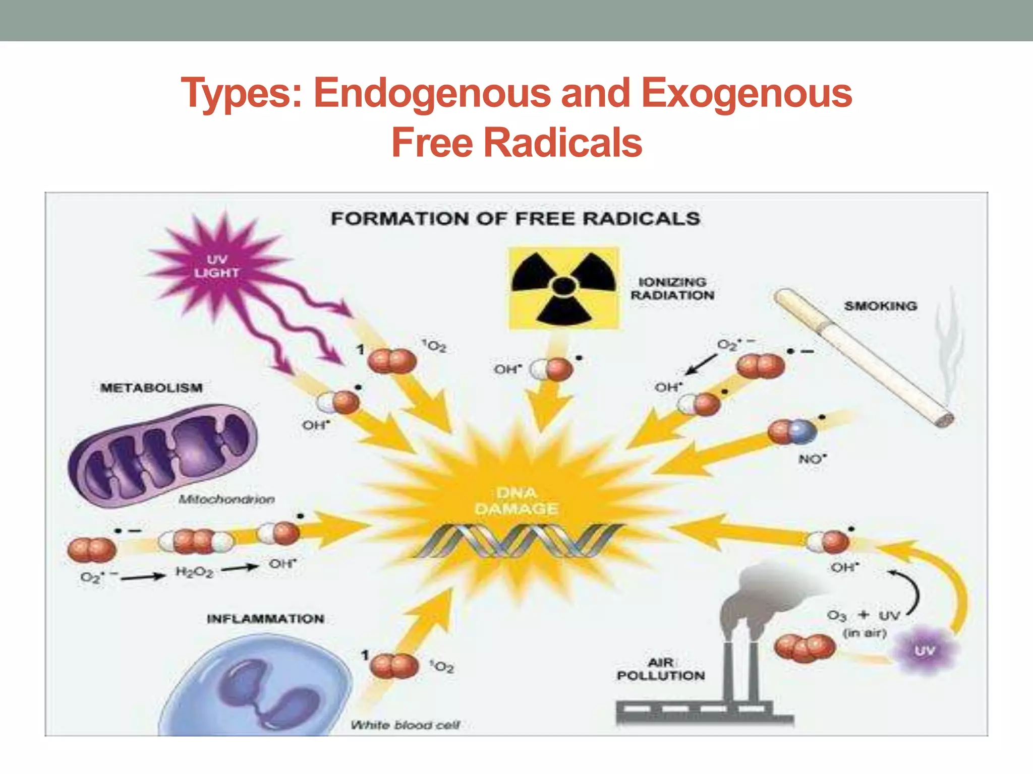 13. free radicals and antioxidants | PPTX