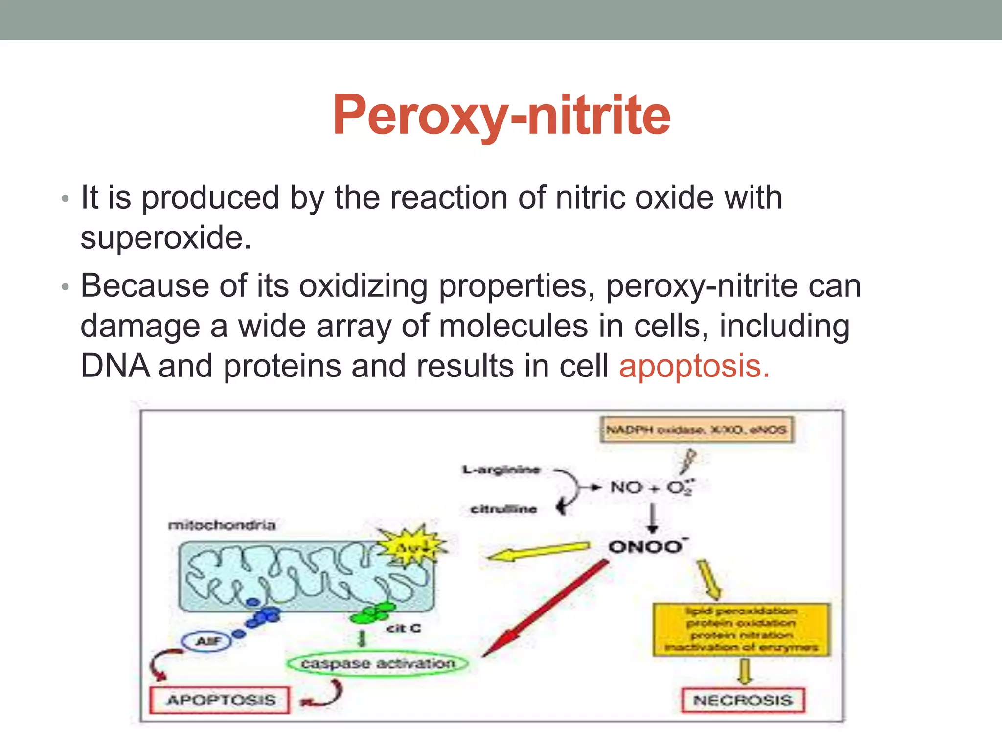 13. free radicals and antioxidants | PPTX