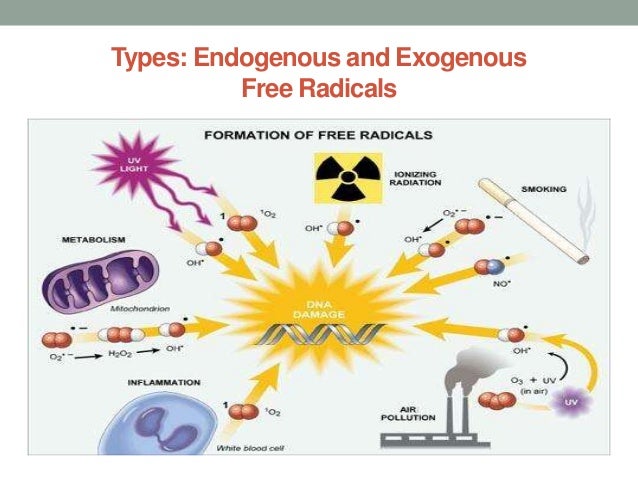 13. free radicals and antioxidants