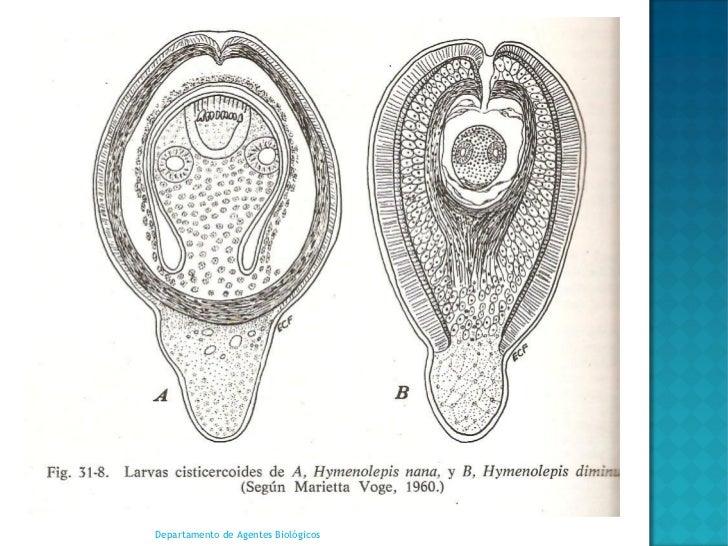 13. Hymenolepis nana y diminuta