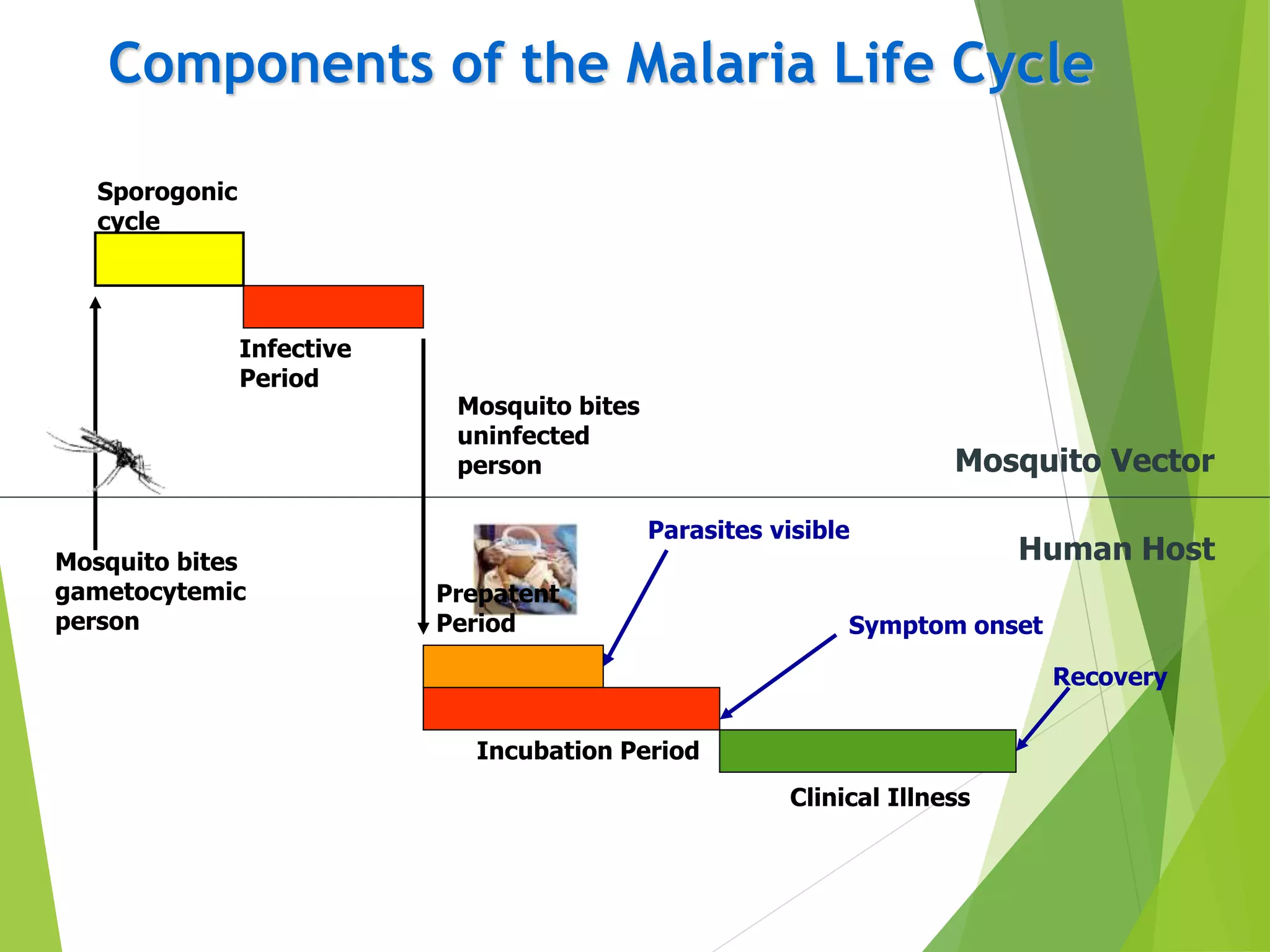 13- malaria.ppt