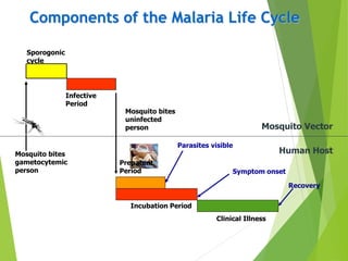 13- malaria.ppt